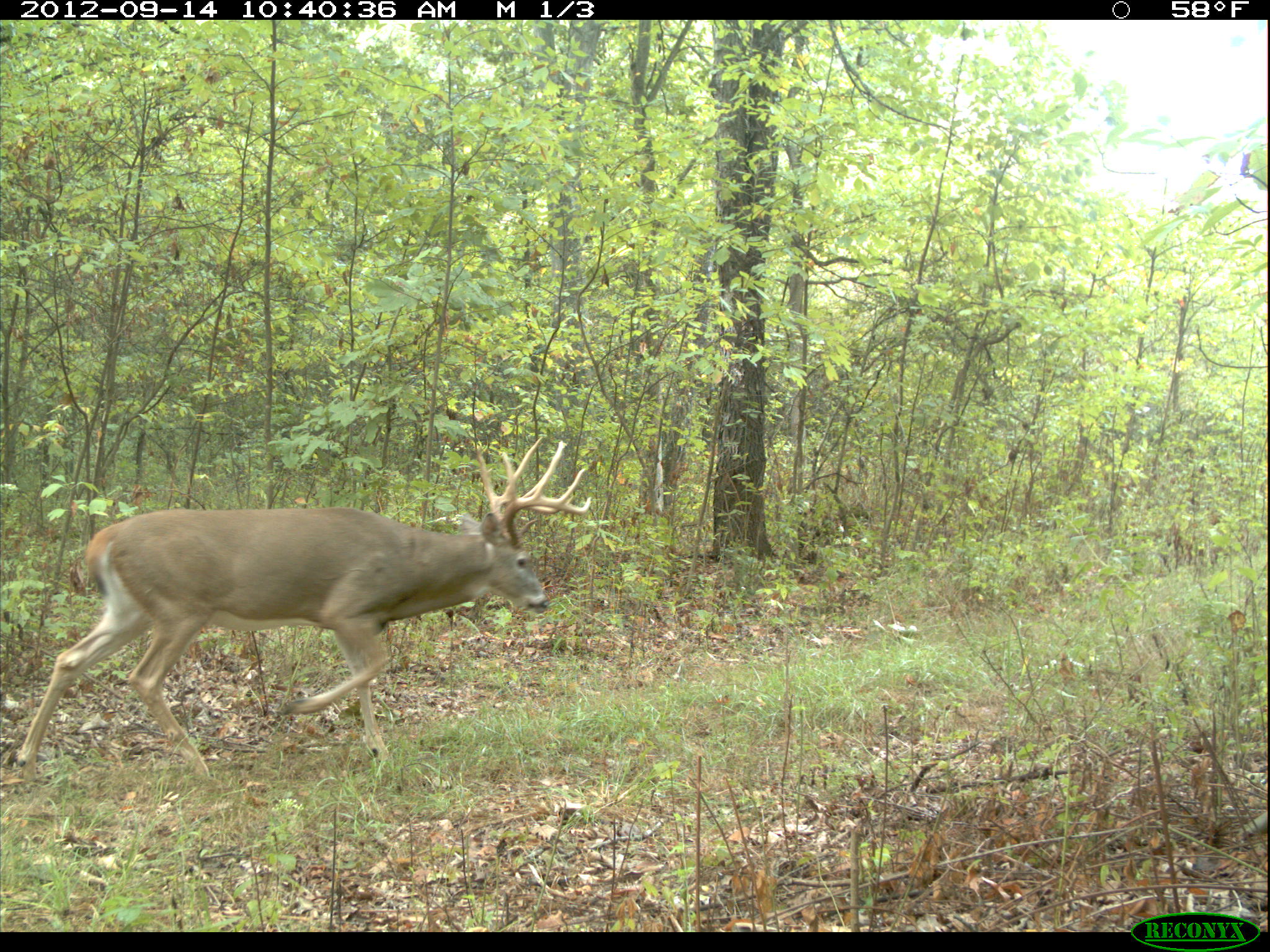 A Food Plot Screen Habitat Planning Resource